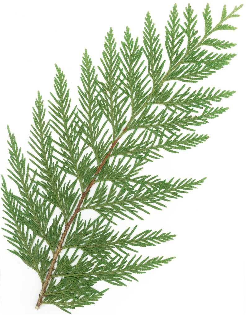 Cedar Tree Branch Print Pacific Northwest Nature Art | Etsy
