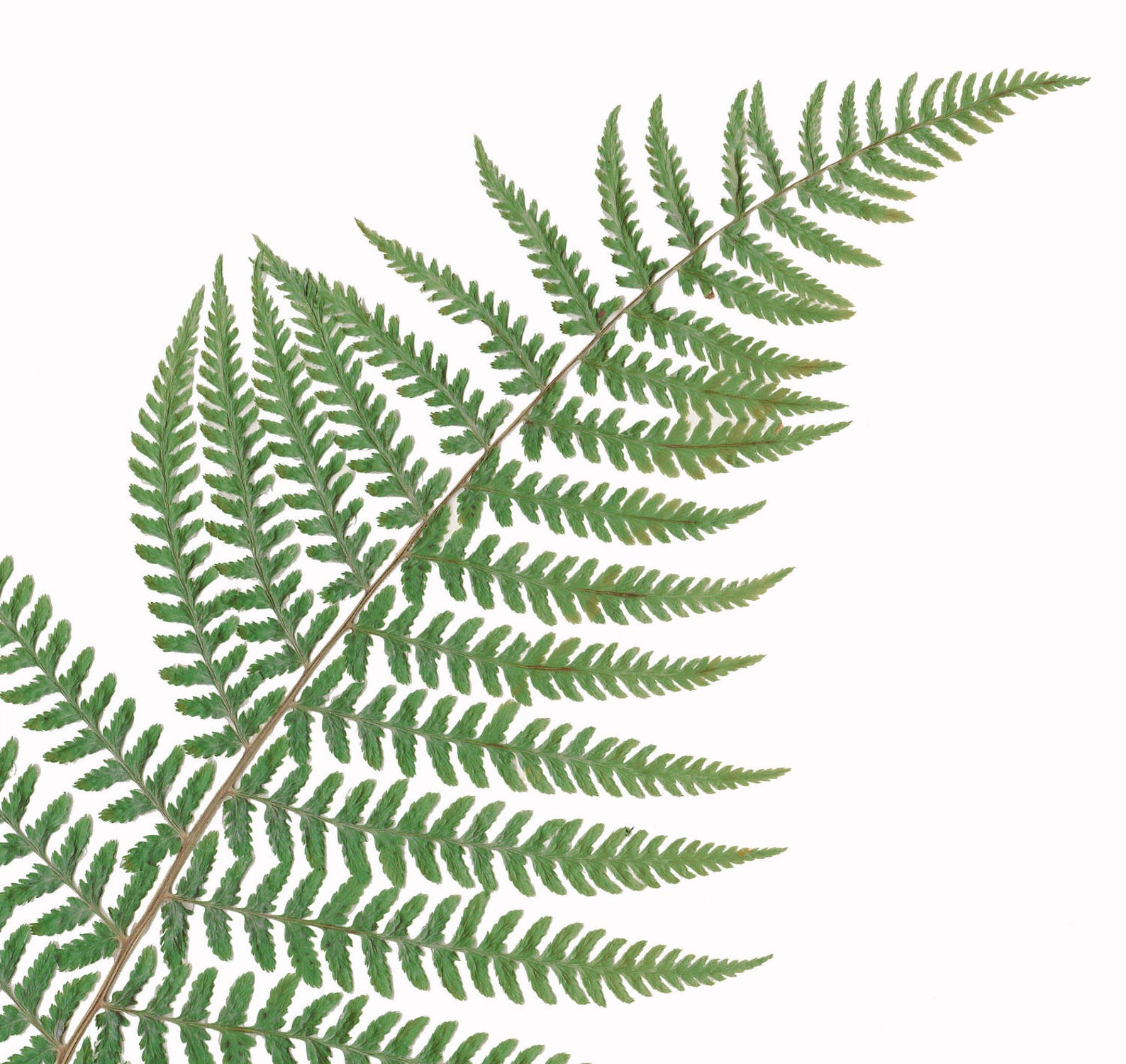 Lady Fern Print Pressed Fern Botanical Artwork Herbarium - Etsy