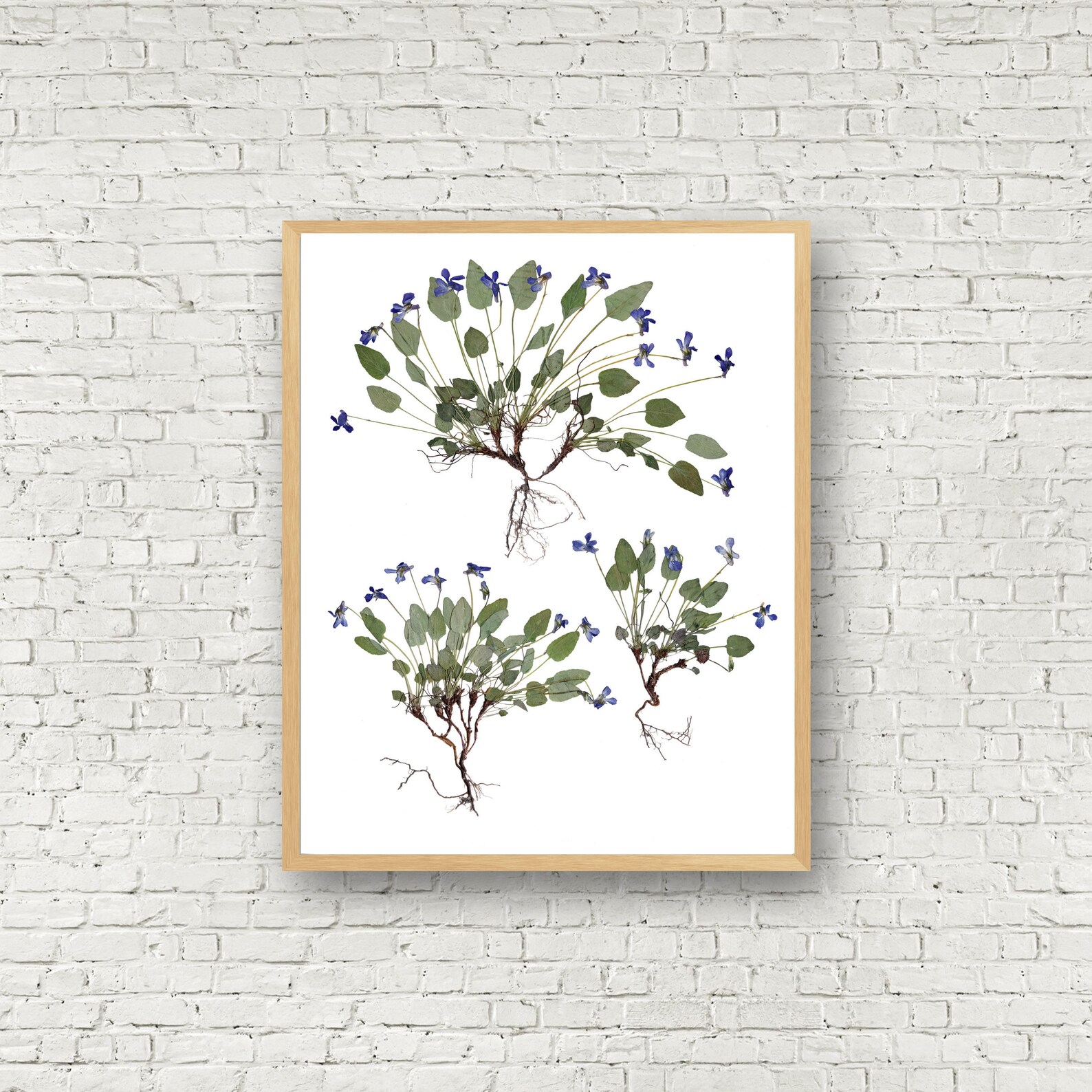 Violet Print Pressed Flowers Art Viola Botanical Print - Etsy