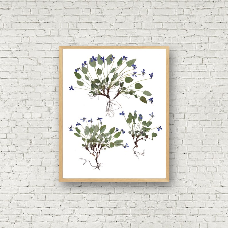 Violet Print Pressed Flowers Art Viola Botanical Print - Etsy