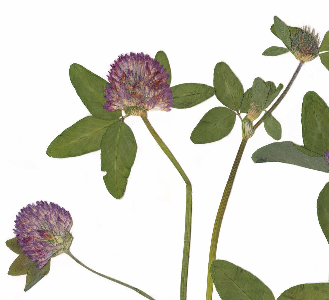 Pressed Red Clover Botanical Print Vermont State Flower - Etsy