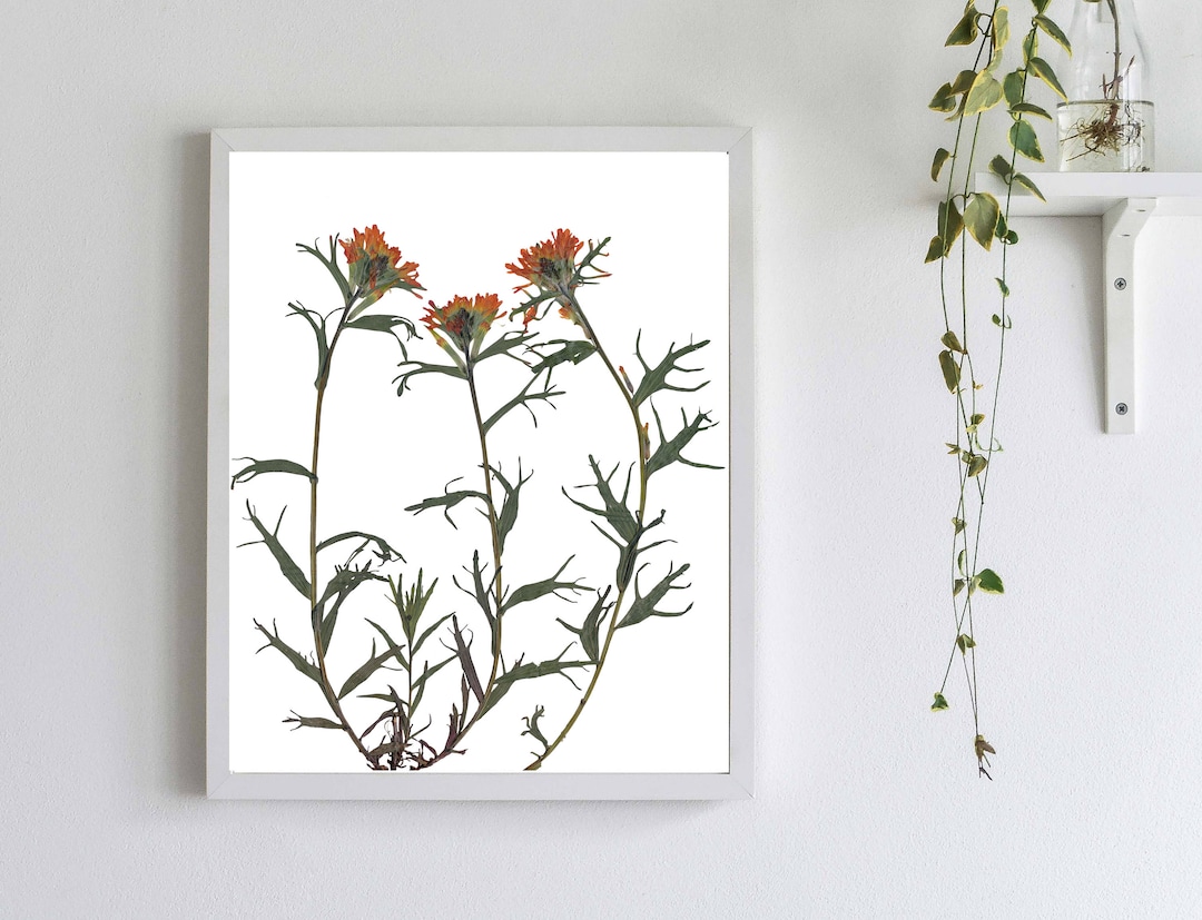 Orange Paintbrush Art Print: Montana Wildflower Botanical Artwork - Etsy