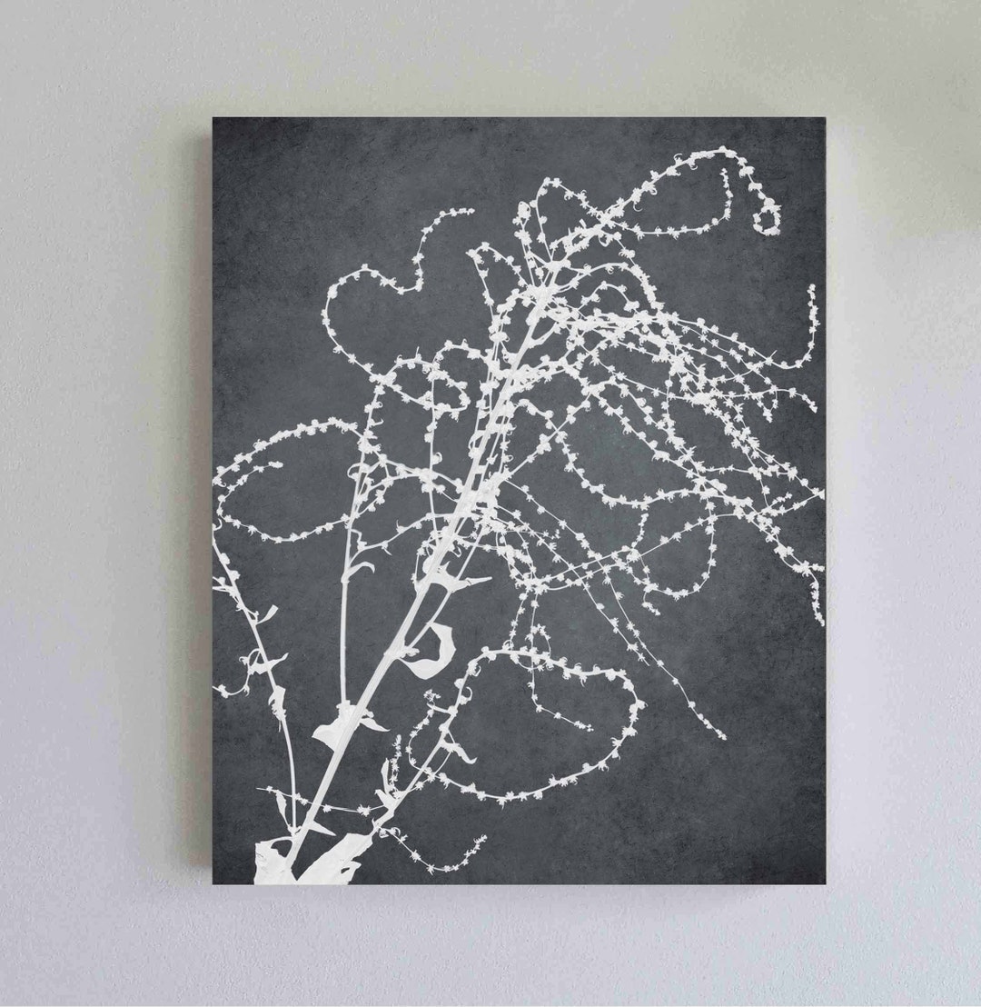 Cyanotype Style Botanical Print: Gray and White Swiss Chard Wall Art - Etsy