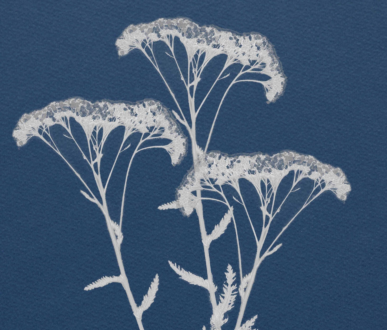 Cyanotype Botanical Print Pressed Flower on Blue Background - Etsy