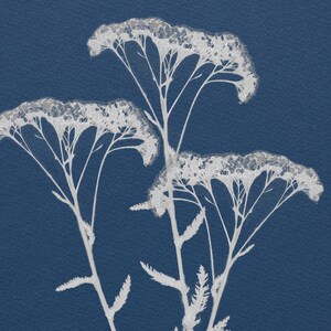 Cyanotype Botanical Print - Pressed Flower on Blue Background - Blue ...