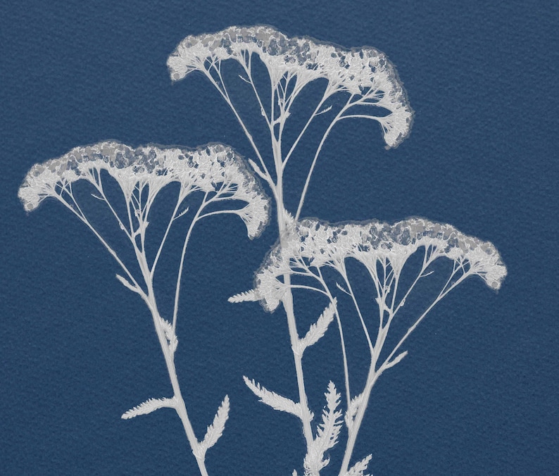 Cyanotype Botanical Print Pressed Flower on Blue Background - Etsy