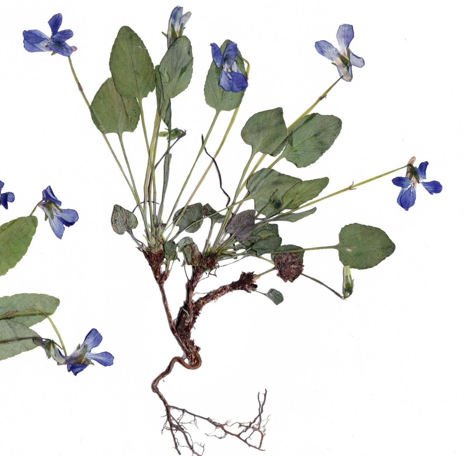 Violet Print Pressed Flowers Art Viola Botanical Print - Etsy