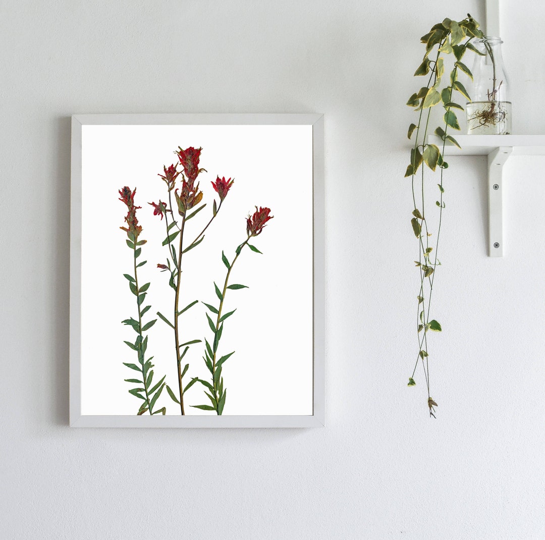 Indian Paintbrush Botanical Print: Rocky Mountain Herbarium Art - Etsy