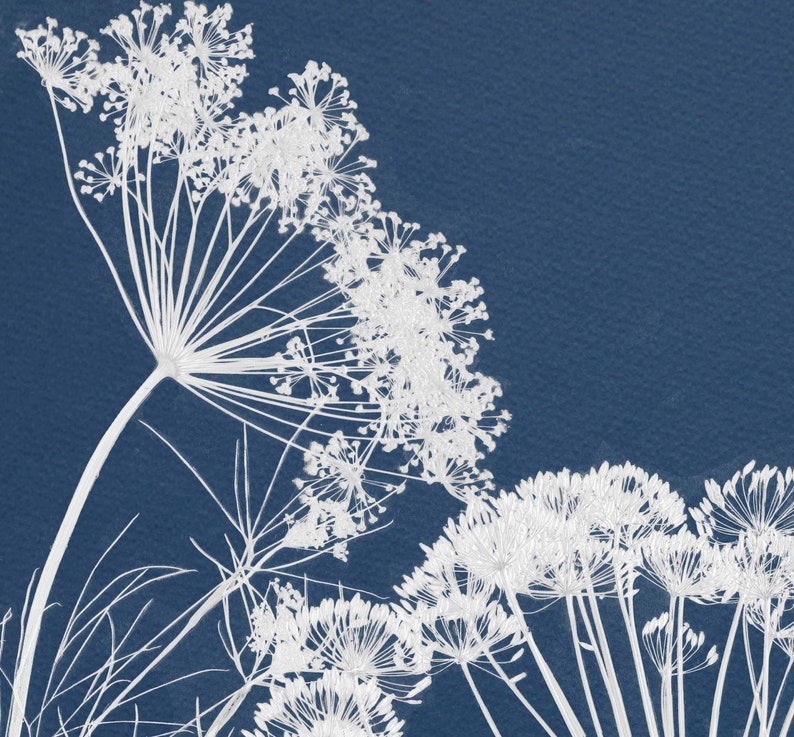 Cyanotype Print Flowers on Navy Blue Background Pressed - Etsy
