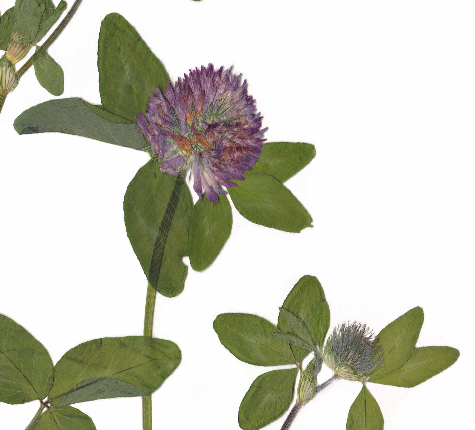 Pressed Red Clover Botanical Print Vermont State Flower - Etsy