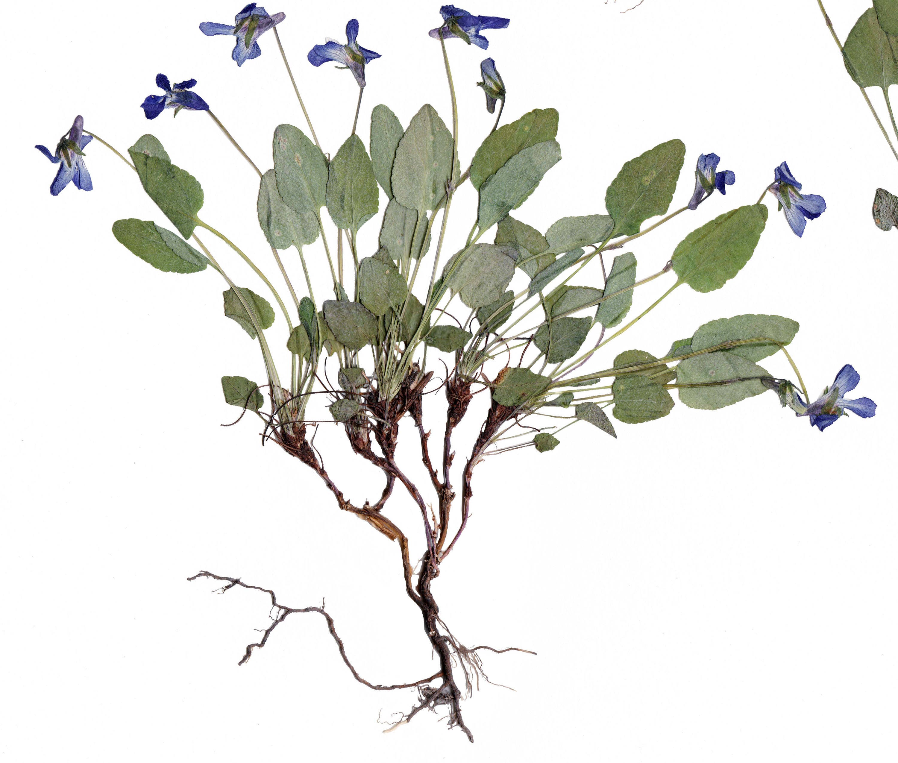 Violet Print Pressed Flowers Art Viola Botanical Print - Etsy