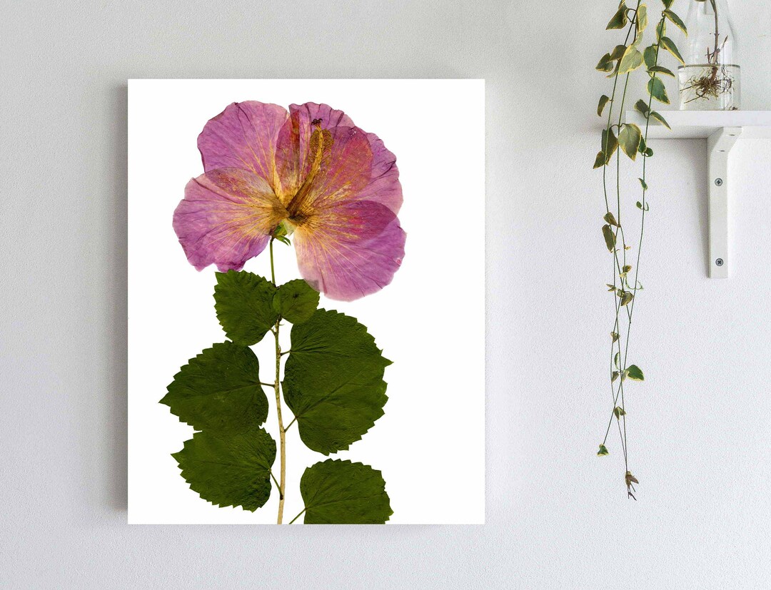 Hibiscus Flower Print: Real Pressed Flower Giclee Art - Maui Hawaii - Etsy