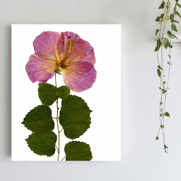 Pressed Tropical Flowers - Etsy