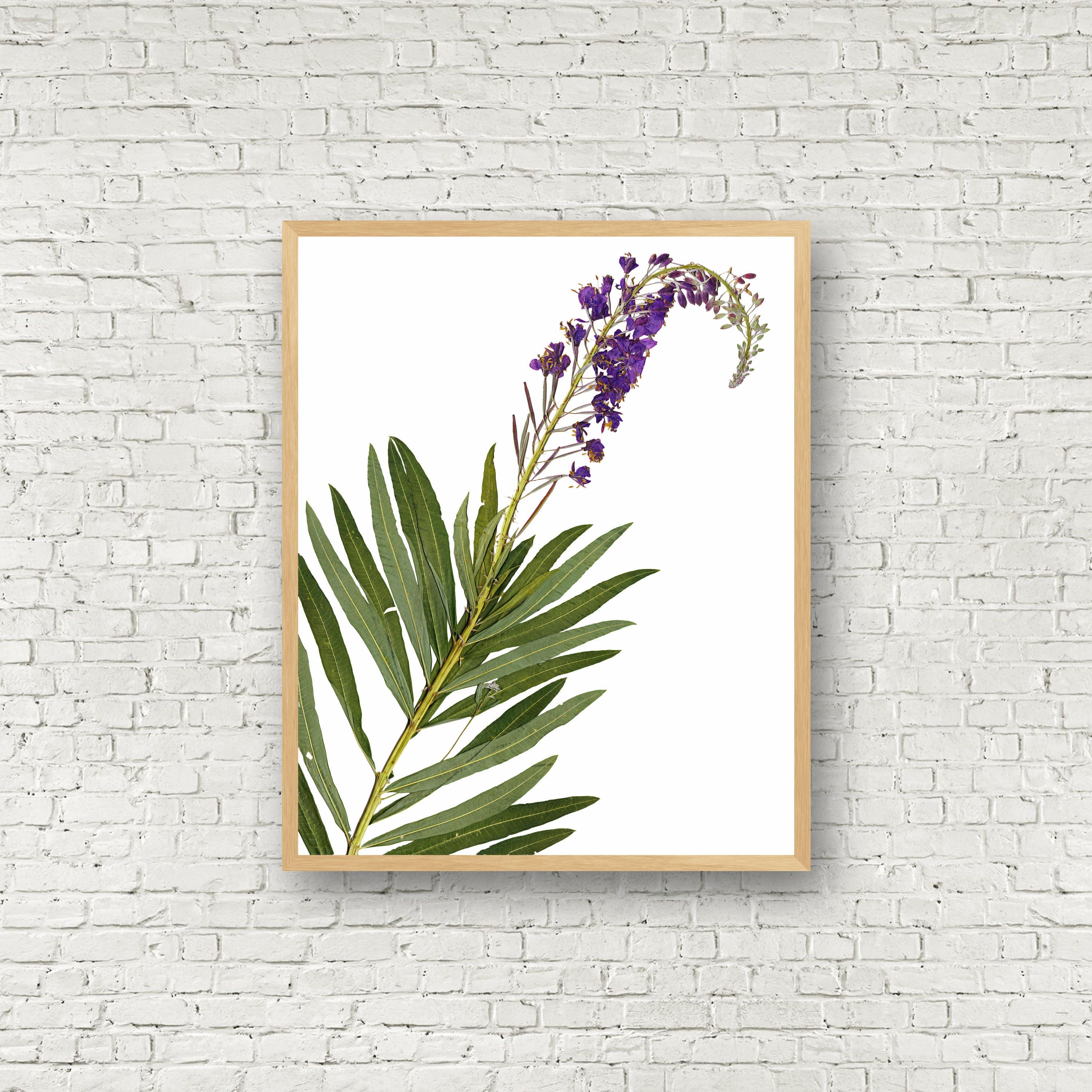 Fireweed Herbarium Art Print - Pressed Flowers and Leaves - Nature ...