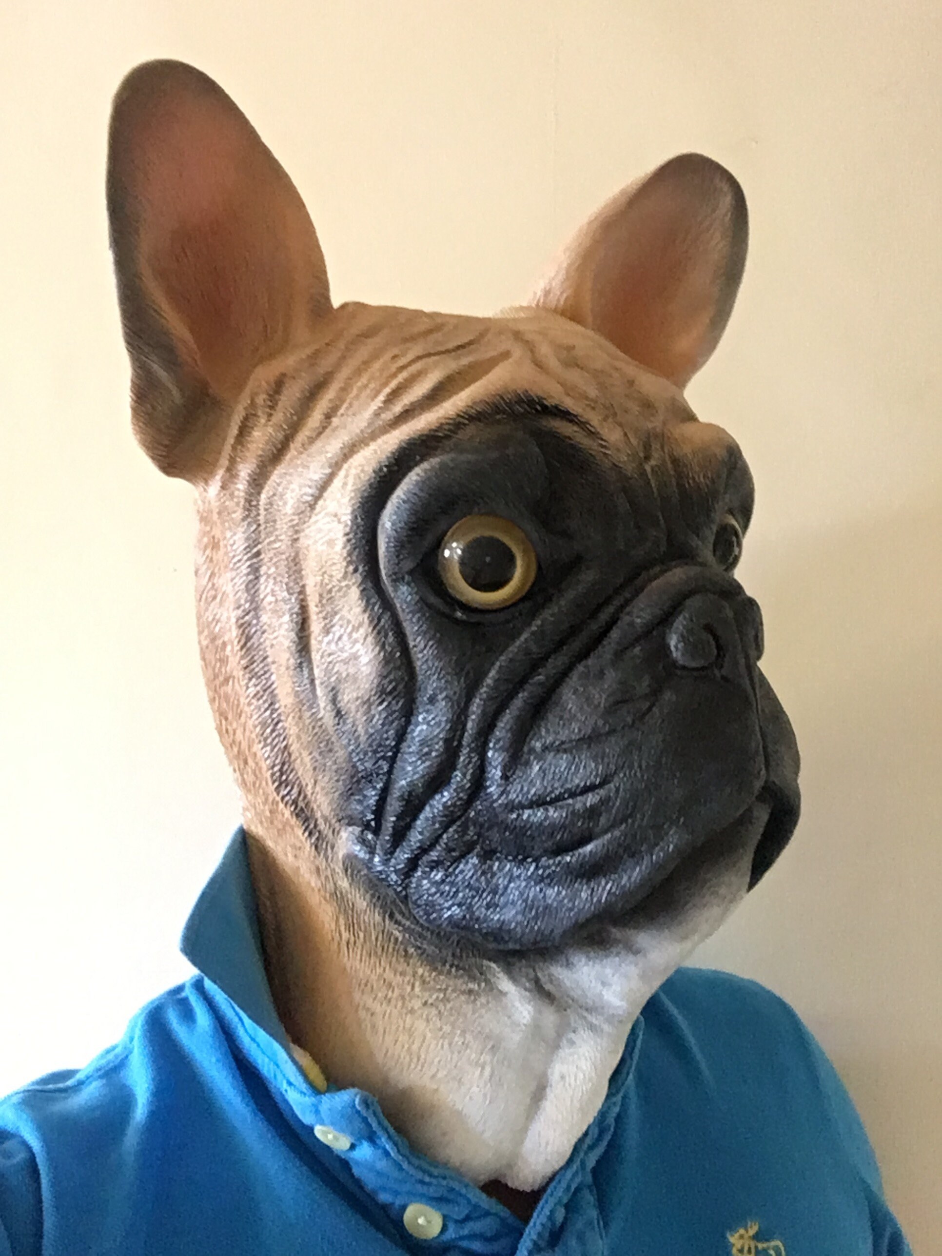 French Bulldog Dog Animal Latex Mask - Etsy UK