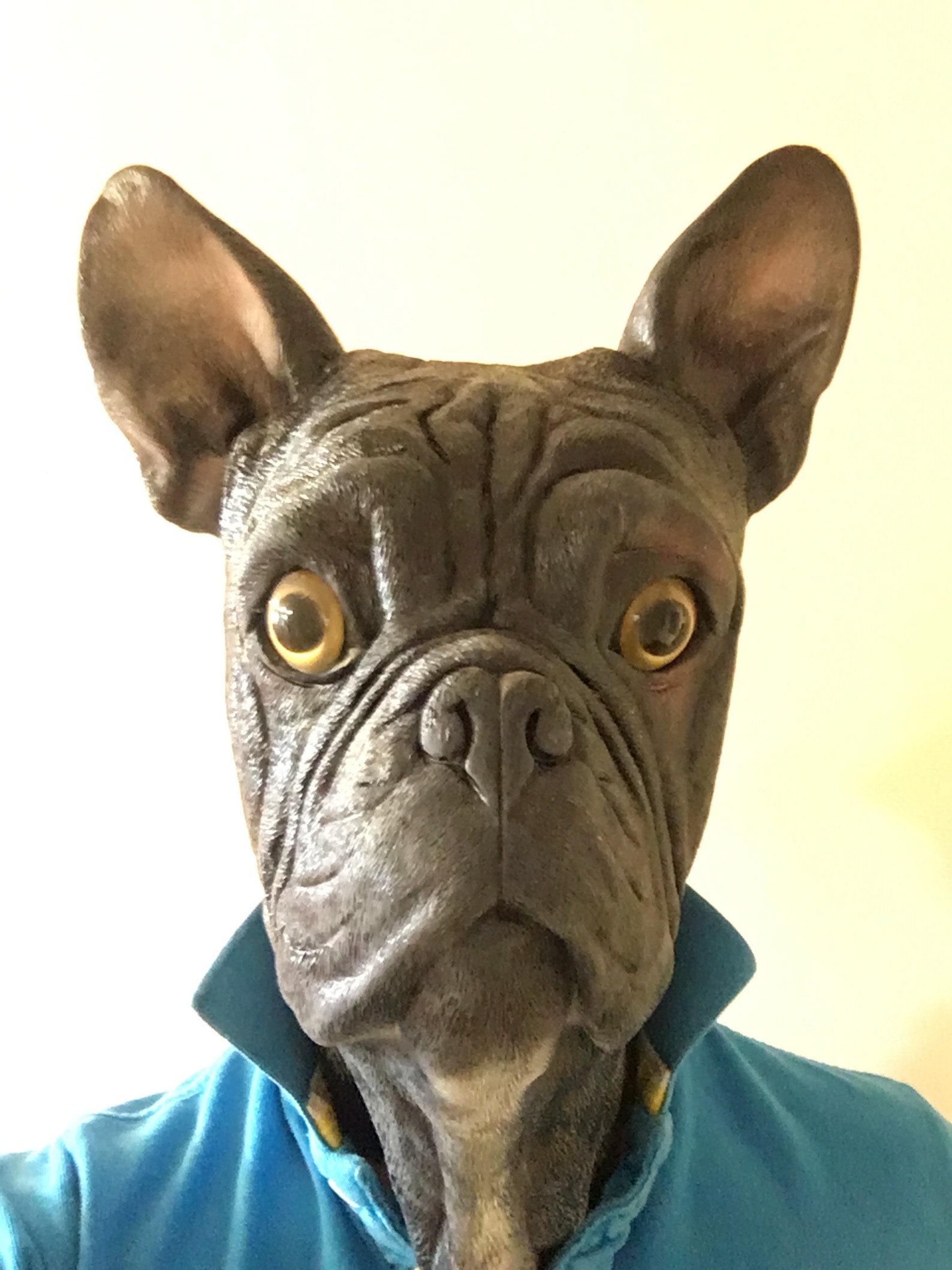 French Bulldog Dog Animal Latex Mask - Etsy UK