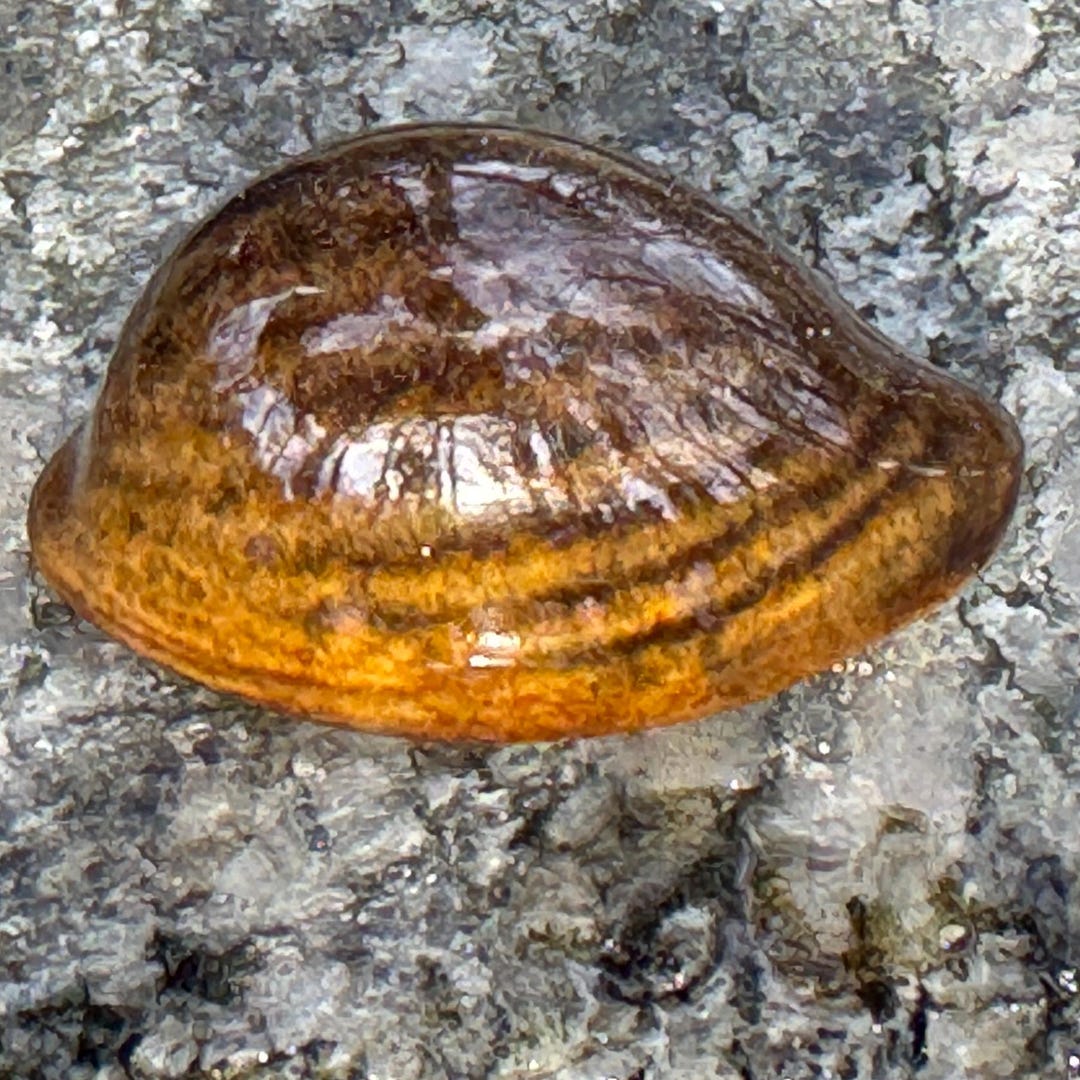 John Andersson Miniature Snail for Hoganas - Etsy