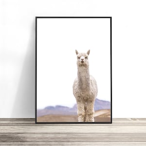 Llama Print, Alpaca Print, Llama Photography, Modern Farmhouse Decor ...