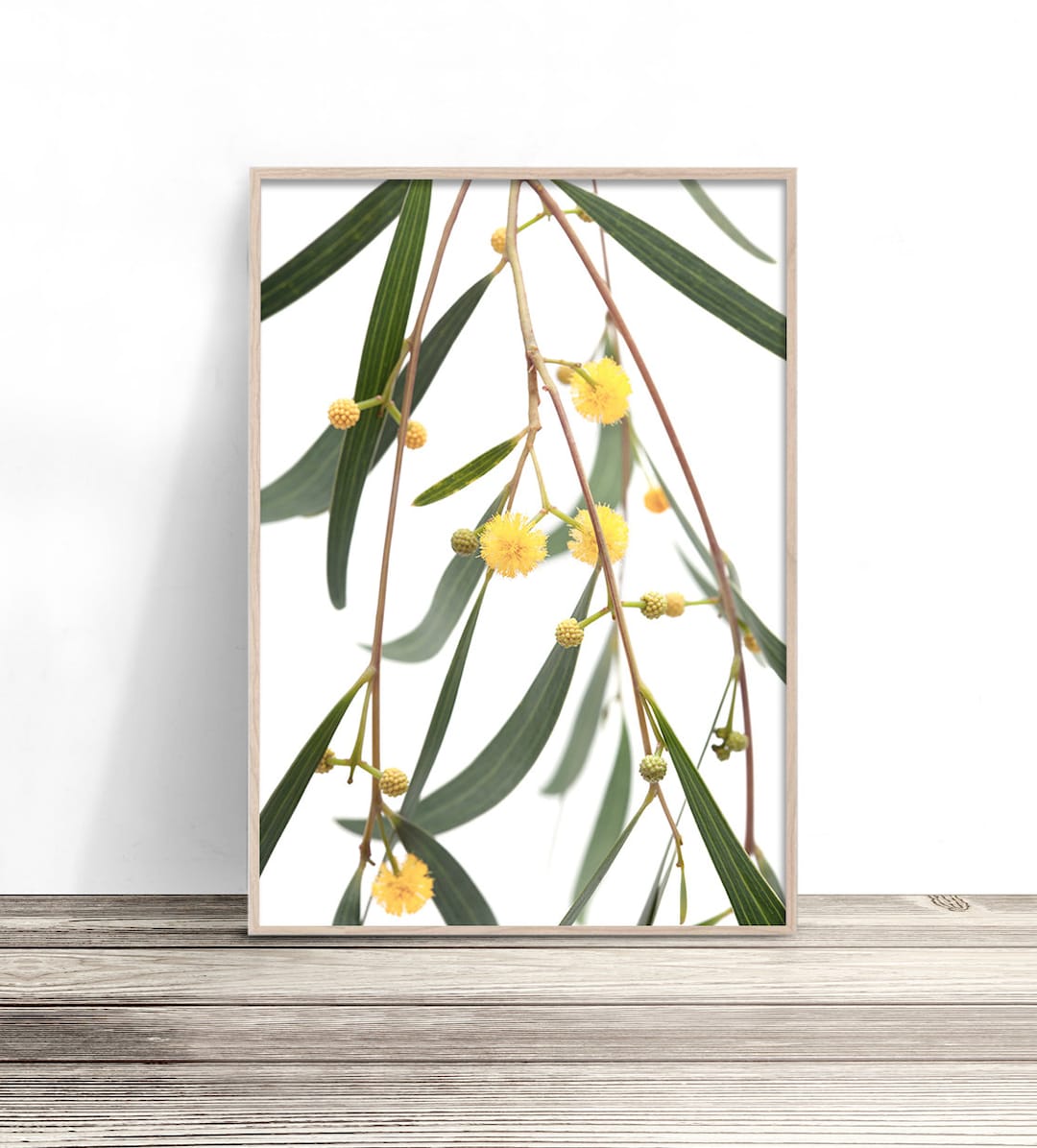 Golden Wattle Australian Native Print | Floral Wall Art | Australian ...