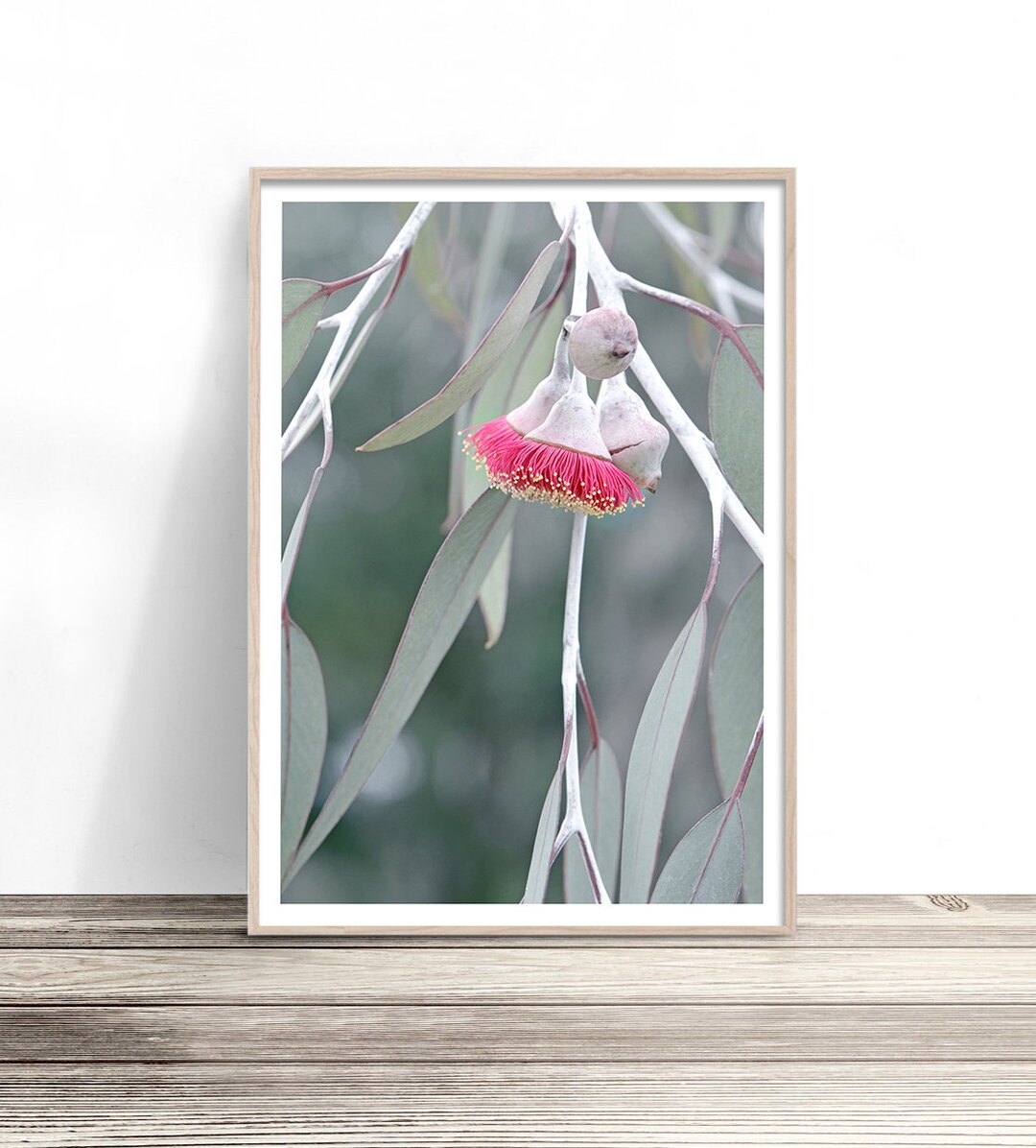 Australian Botanical Print | Australiana Wall Art | Gum Tree ...