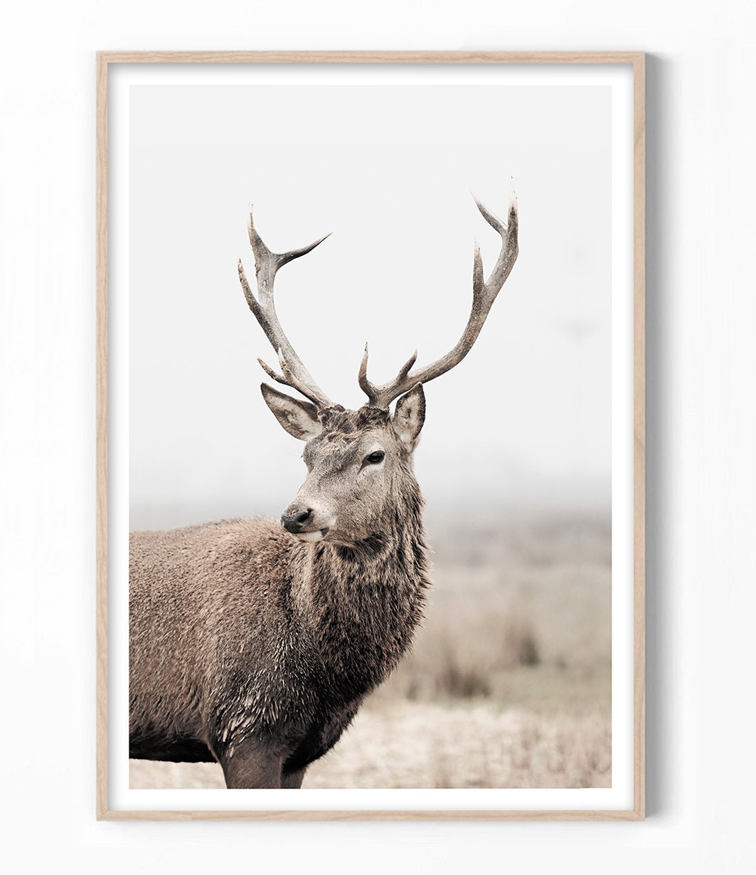 Red Deer Wall Art, Stag Print, Scandinavian Wall Art, Deer Print ...