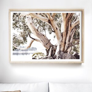 Gum Tree Artwork | Australian Landscape Photography | Australian Bush ...