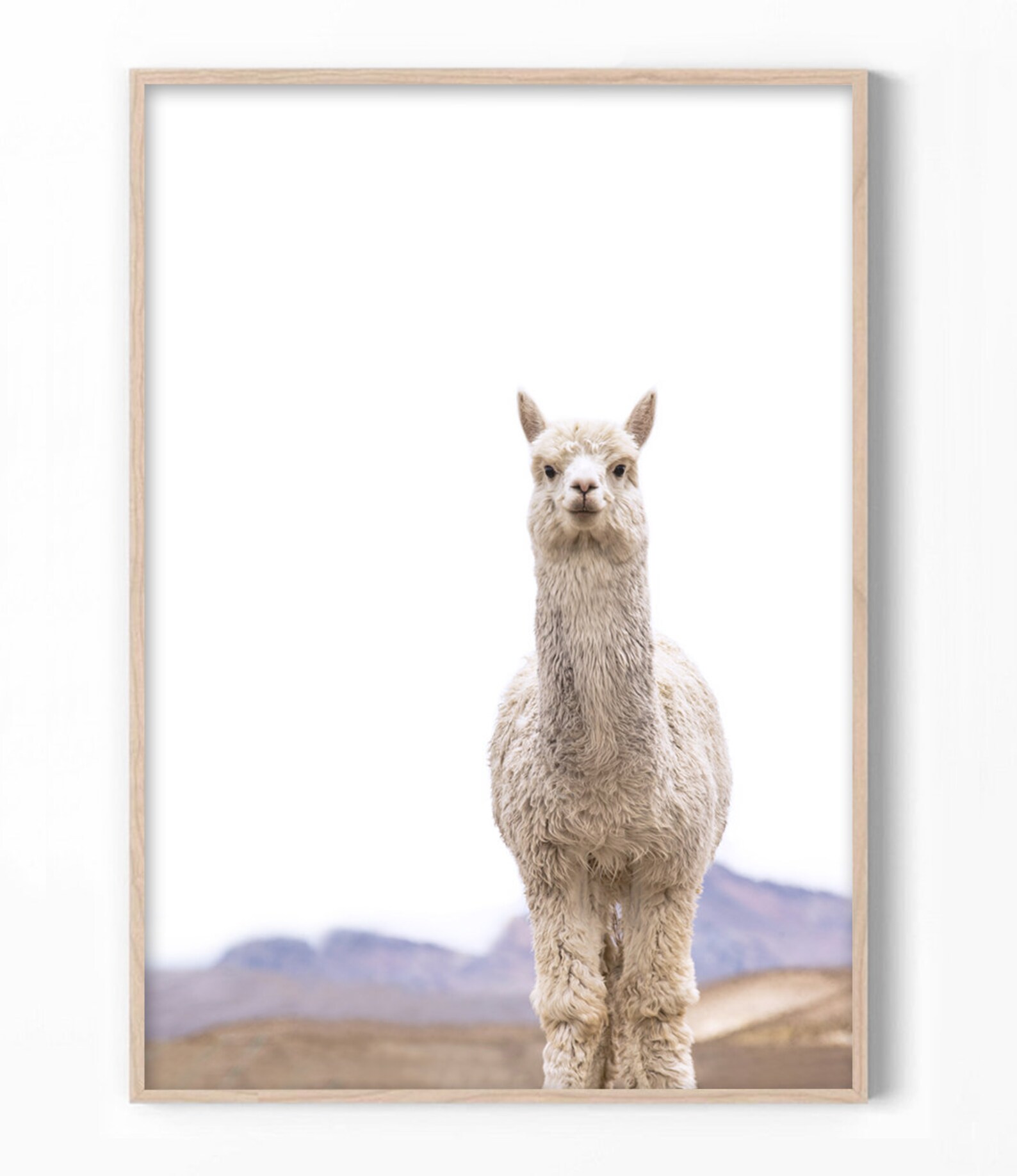 Llama Print, Alpaca Print, Llama Photography, Modern Farmhouse Decor ...