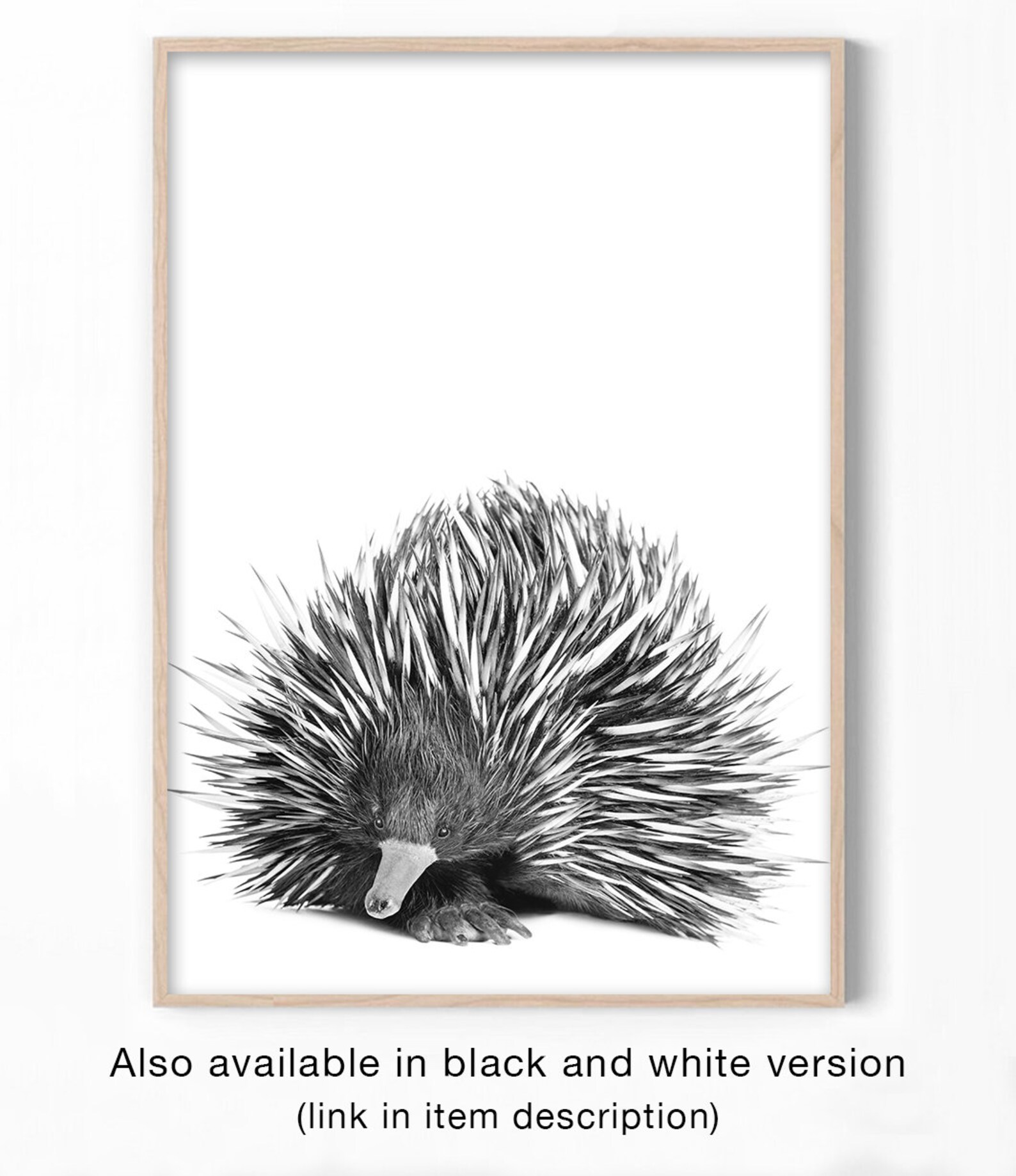 Echidna Print Native Australian Animal Prints Australian - Etsy Australia