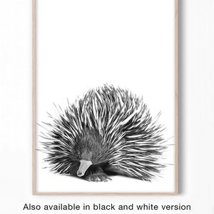 Echidna Print, Native Australian Animal Prints, Australian Wall Art ...