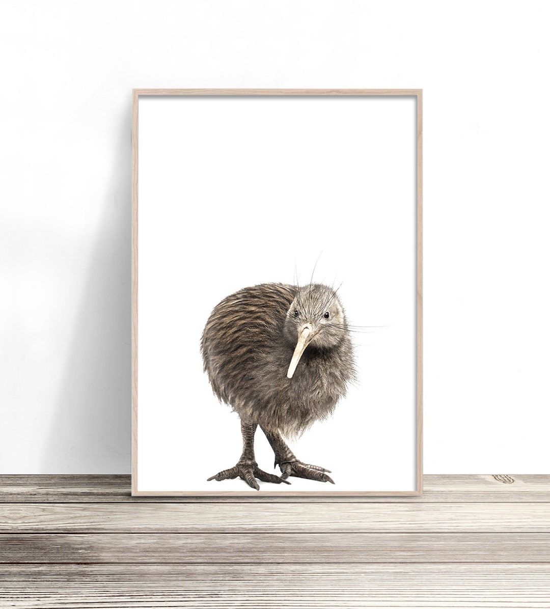 Kiwi Bird Print | New Zealand Bird Art | Bird Photography | New Zealand ...