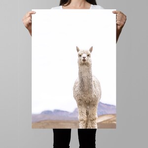 Llama Print, Alpaca Print, Llama Photography, Modern Farmhouse Decor ...