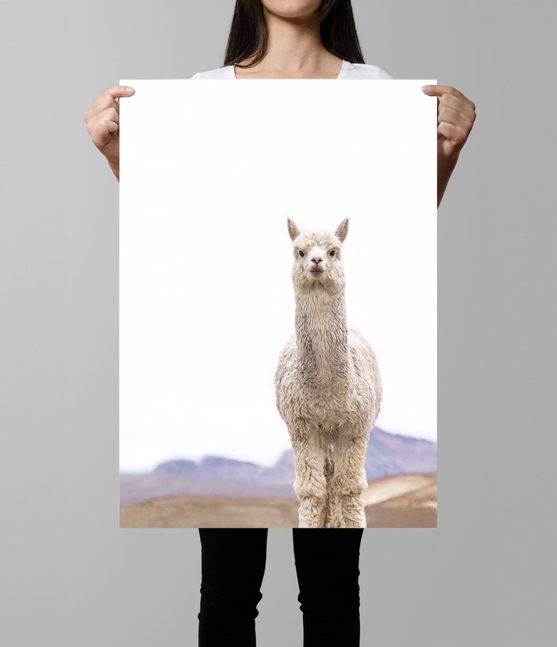 Llama Print, Alpaca Print, Llama Photography, Modern Farmhouse Decor ...