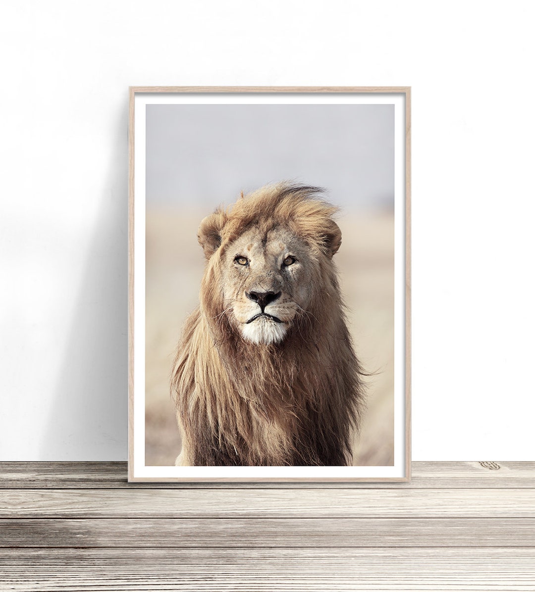 Lion Wall Art | African Animal Photography Print | Lion Print | Lion ...