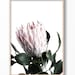 Protea Art, Blush Pink Wall Art, Flower Photography, Protea Print ...