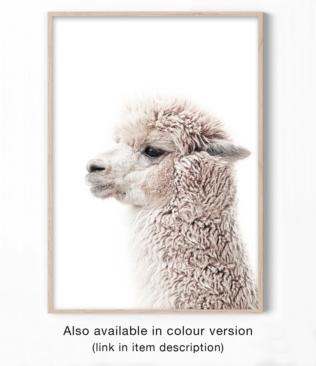 Black and White Llama Print Alpaca Art Print Llama Art - Etsy Australia