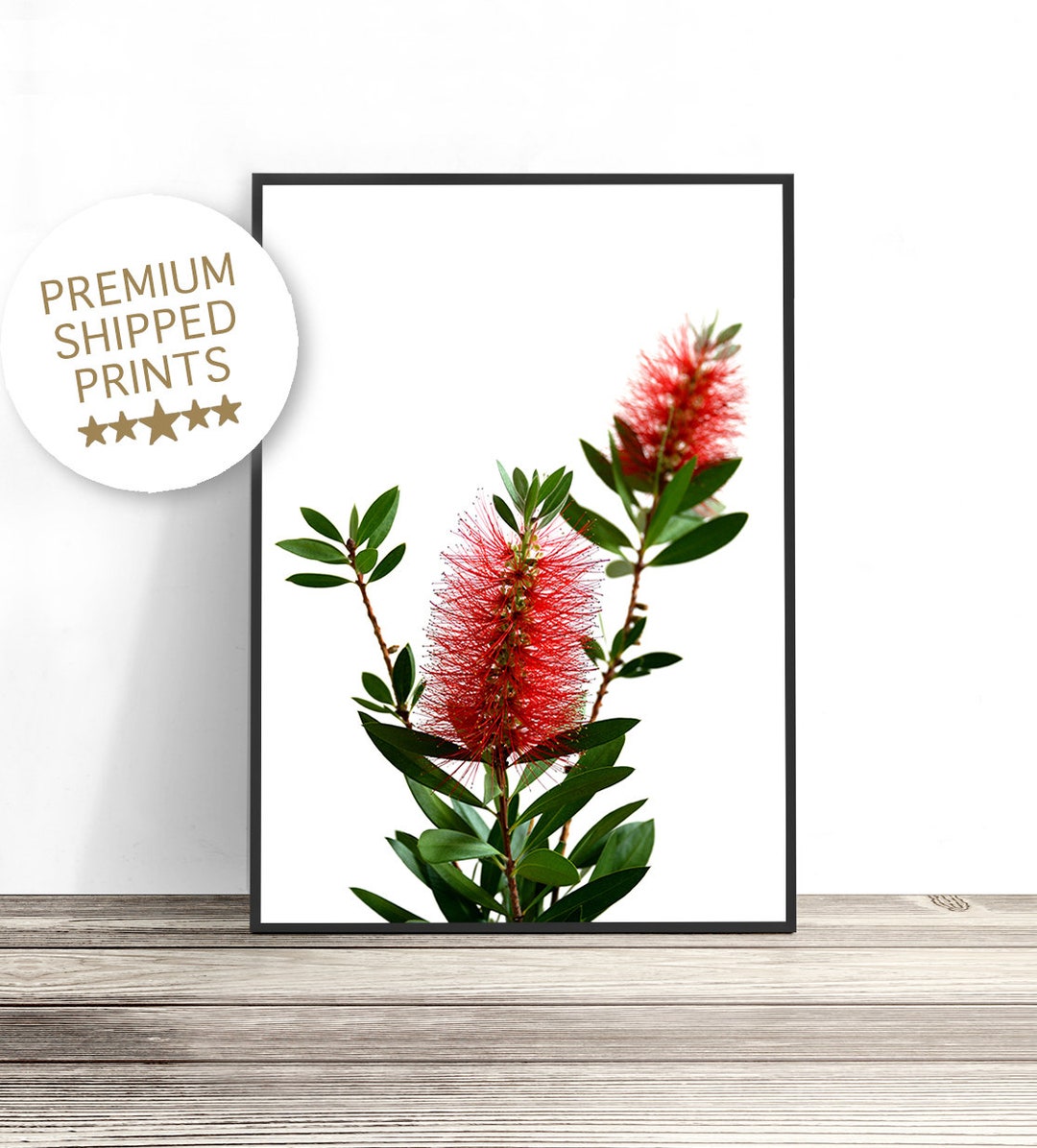 Bottlebrush Print, Australian Native Print Flora, Botanical Wall Art ...