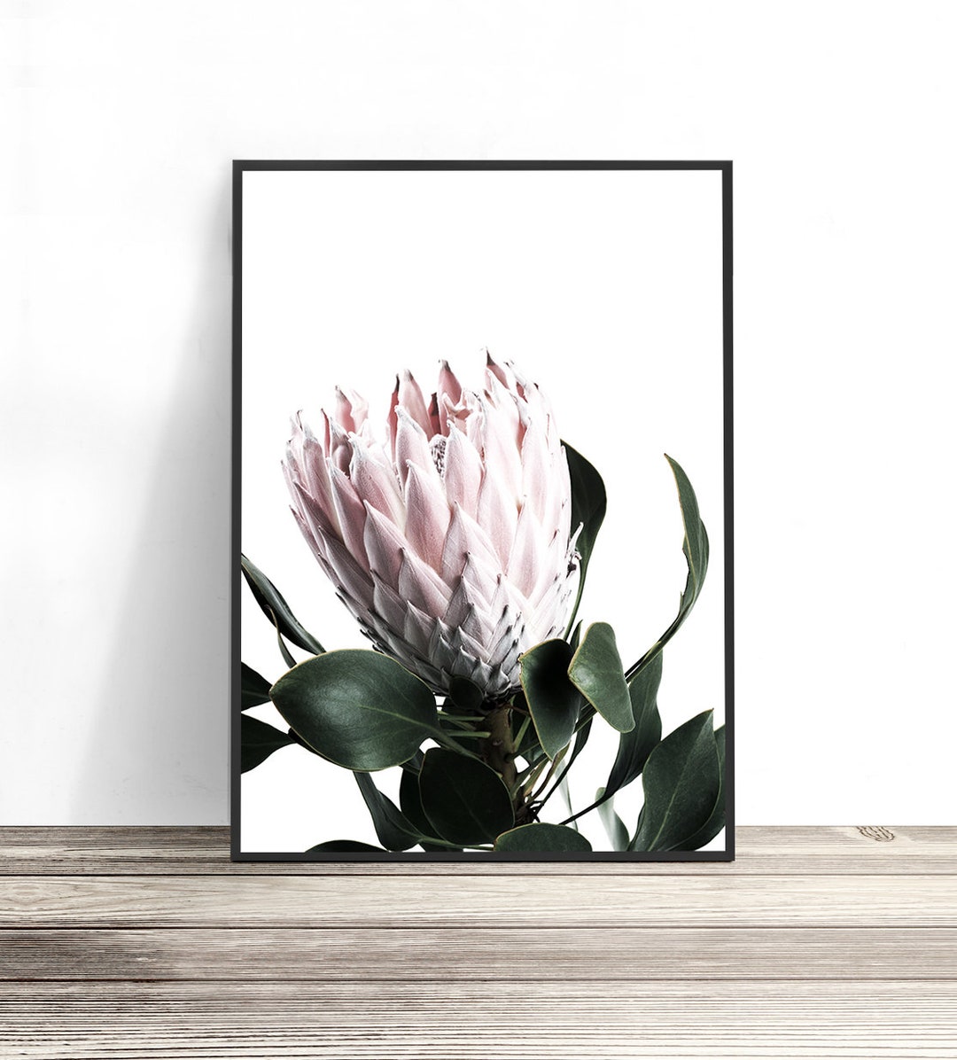 Protea Art, Blush Pink Wall Art, Flower Photography, Protea Print ...