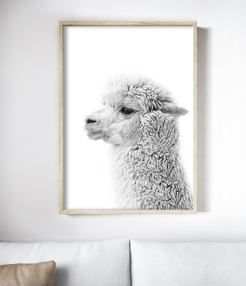 Black and White Llama Print Alpaca Art Print Llama Art - Etsy Australia