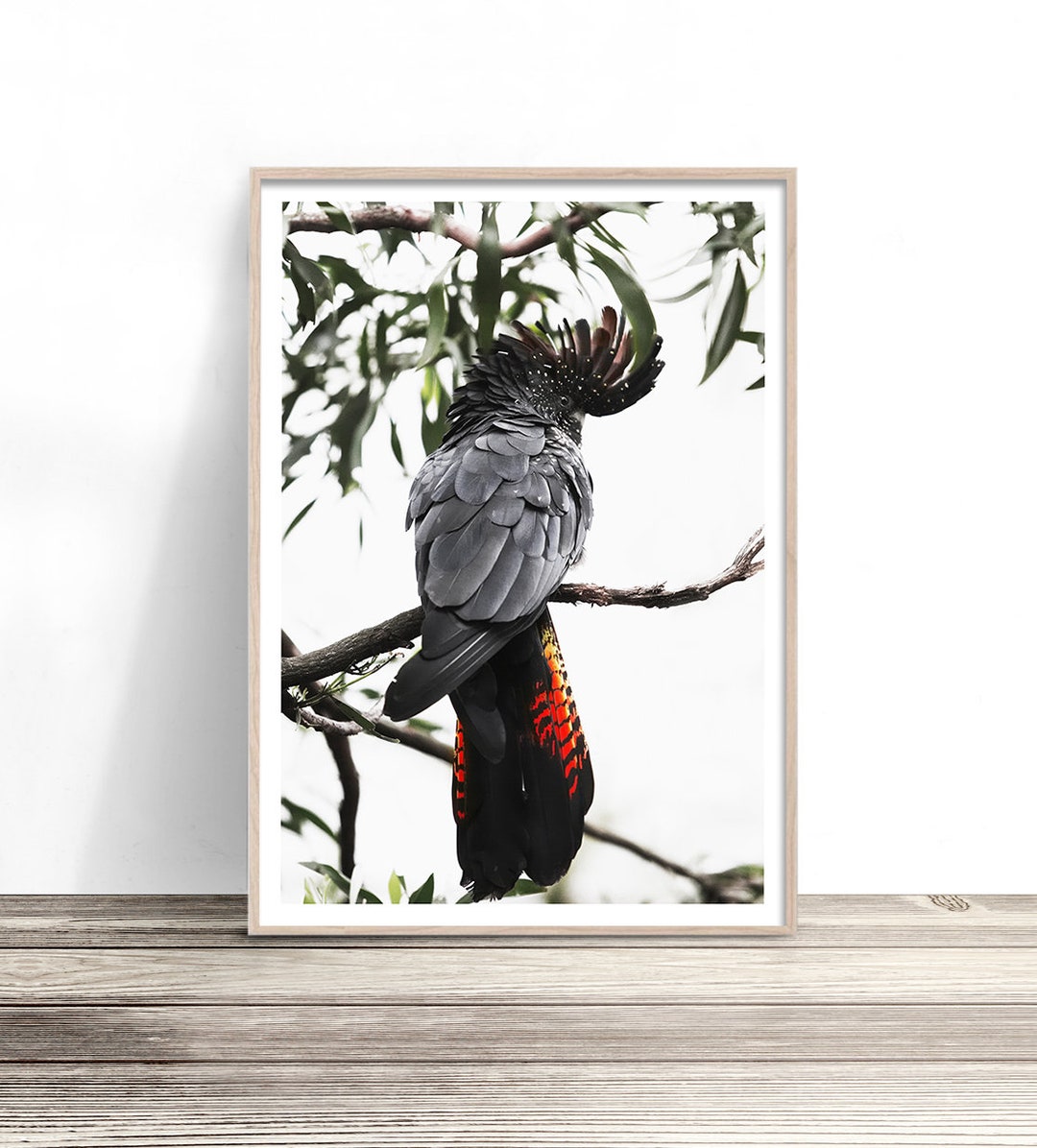 Red Tailed Black Cockatoo Print | Australian Native Bird Art | Bird ...