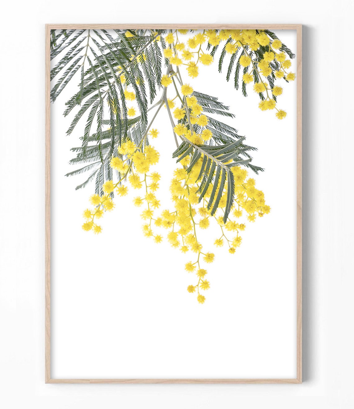 Wattle Print Yellow Flower Art Australian Native Flower - Etsy