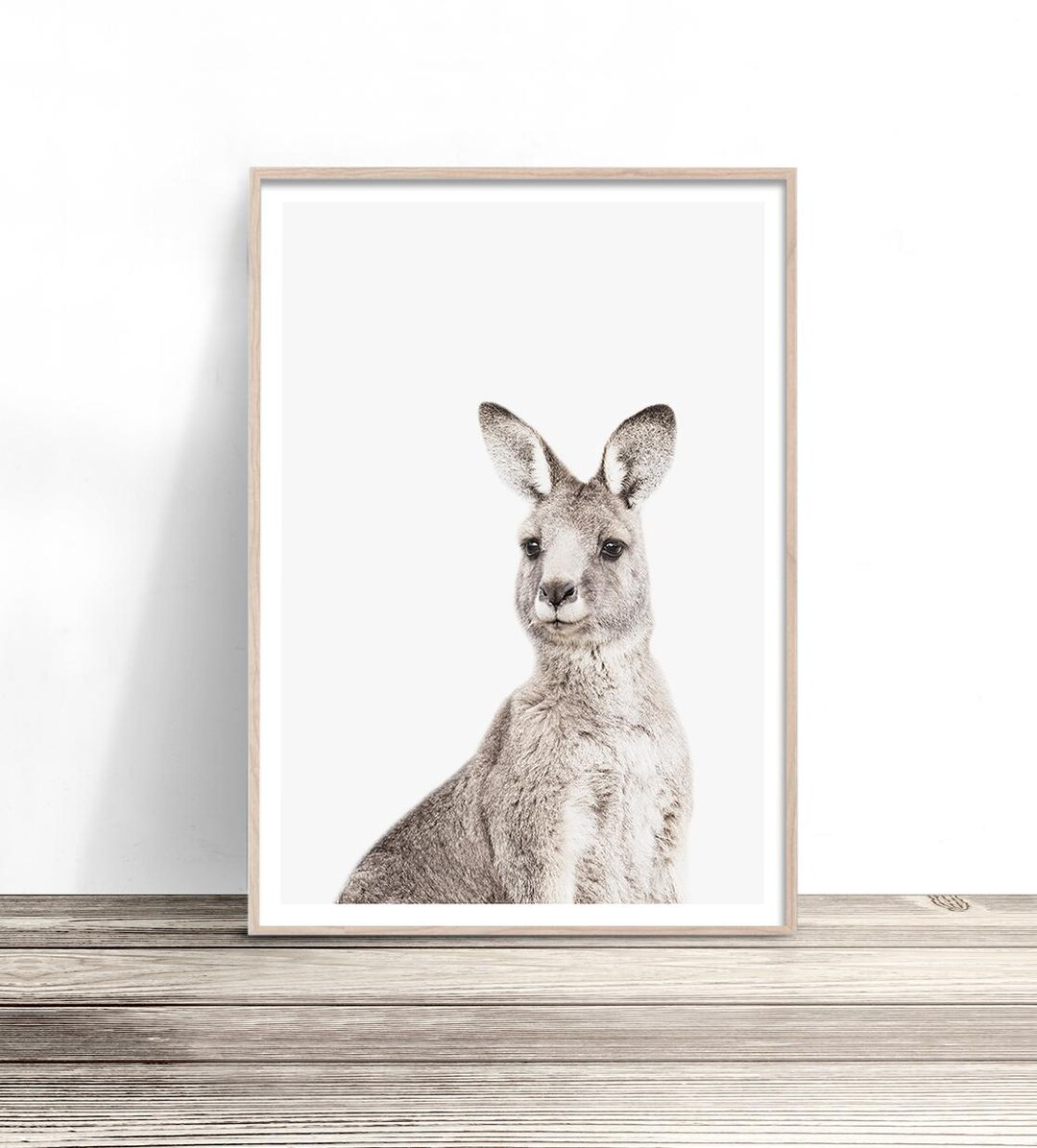 Eastern Grey Kangaroo Print | Australian Wall Art | Native Australian ...