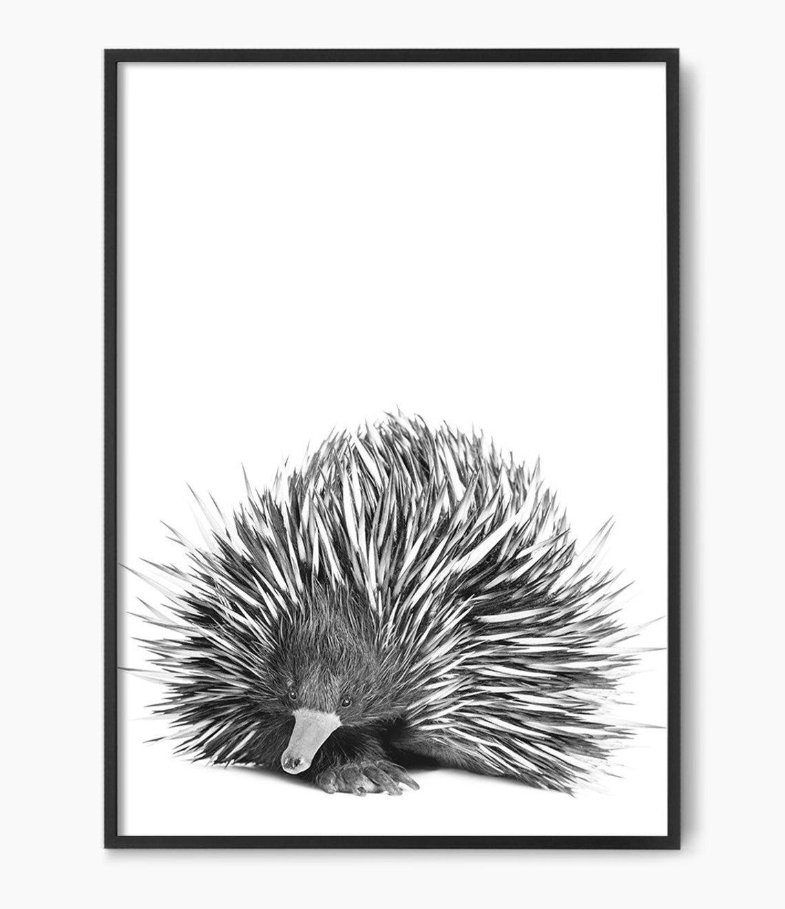 Black and White Echidna Print Native Australian Animal - Etsy Australia