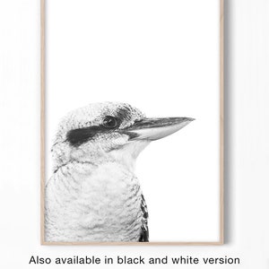 Kookaburra Print, Modern Australiana Bird Print, Native Australian Bird ...