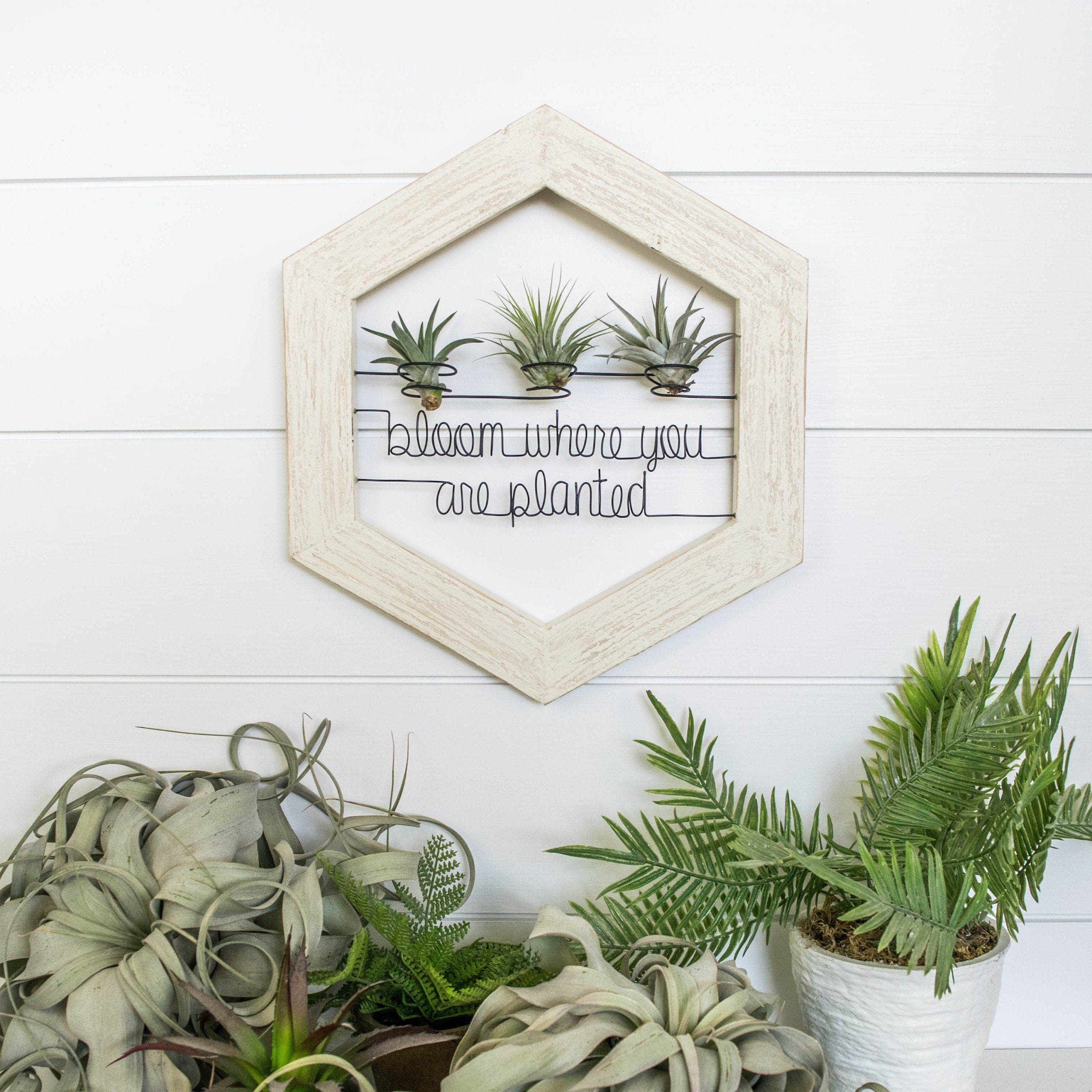 Bloom Where You Are Planted Sign Succulent Sayings - Etsy
