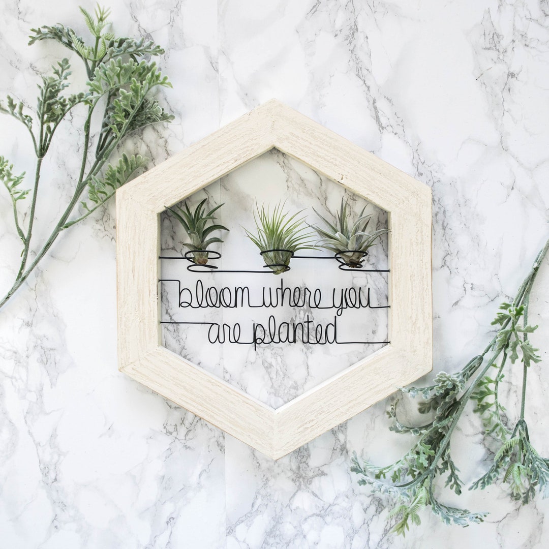 Bloom Where You Are Planted Sign Succulent Sayings Inspirational Quote ...