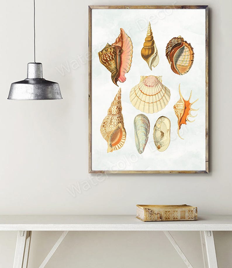 Vintage Sea Shell Art Prints Set of 2 Vintage Sea Shell Art - Etsy