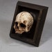 Skull in Box Frame Wall Art Catacombs - Etsy