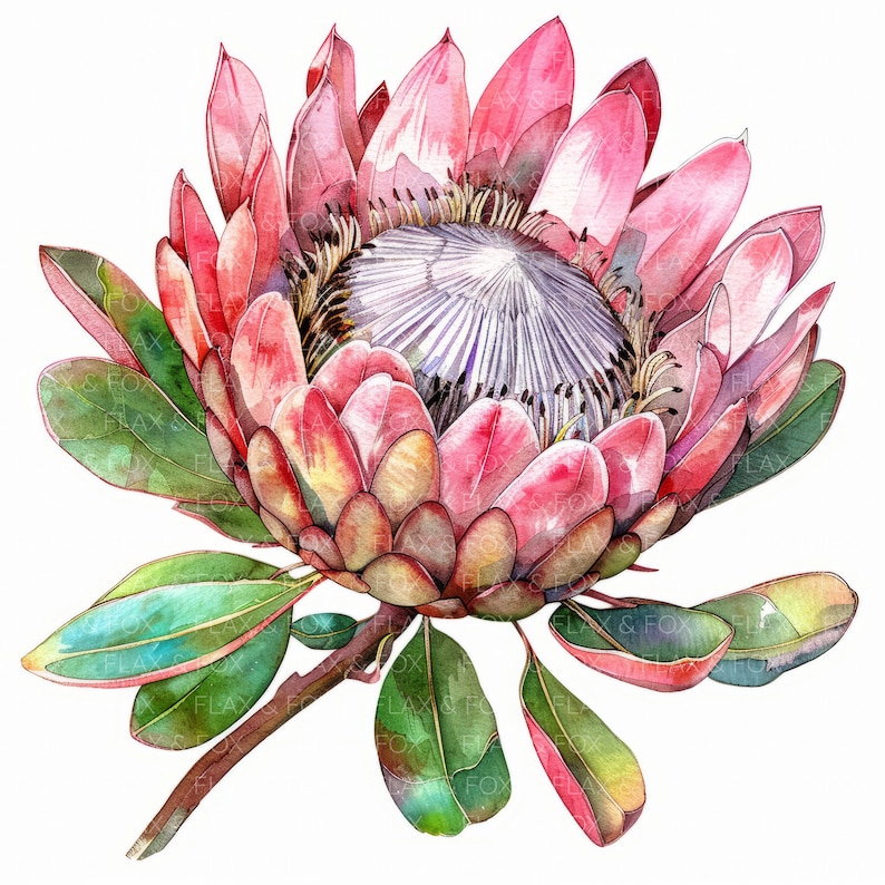 10 Protea Clipart L Watercolor King Protea Flower L JPG Digital ...