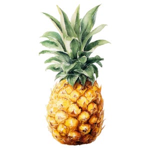 15 Pineapple Clipart L Tropical Fruit Illustration L JPG Digital ...