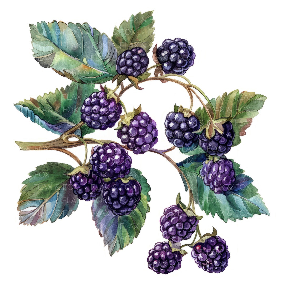 10 Blackberries Clipart L Fruits Berries Leaves L JPG Digital Download ...